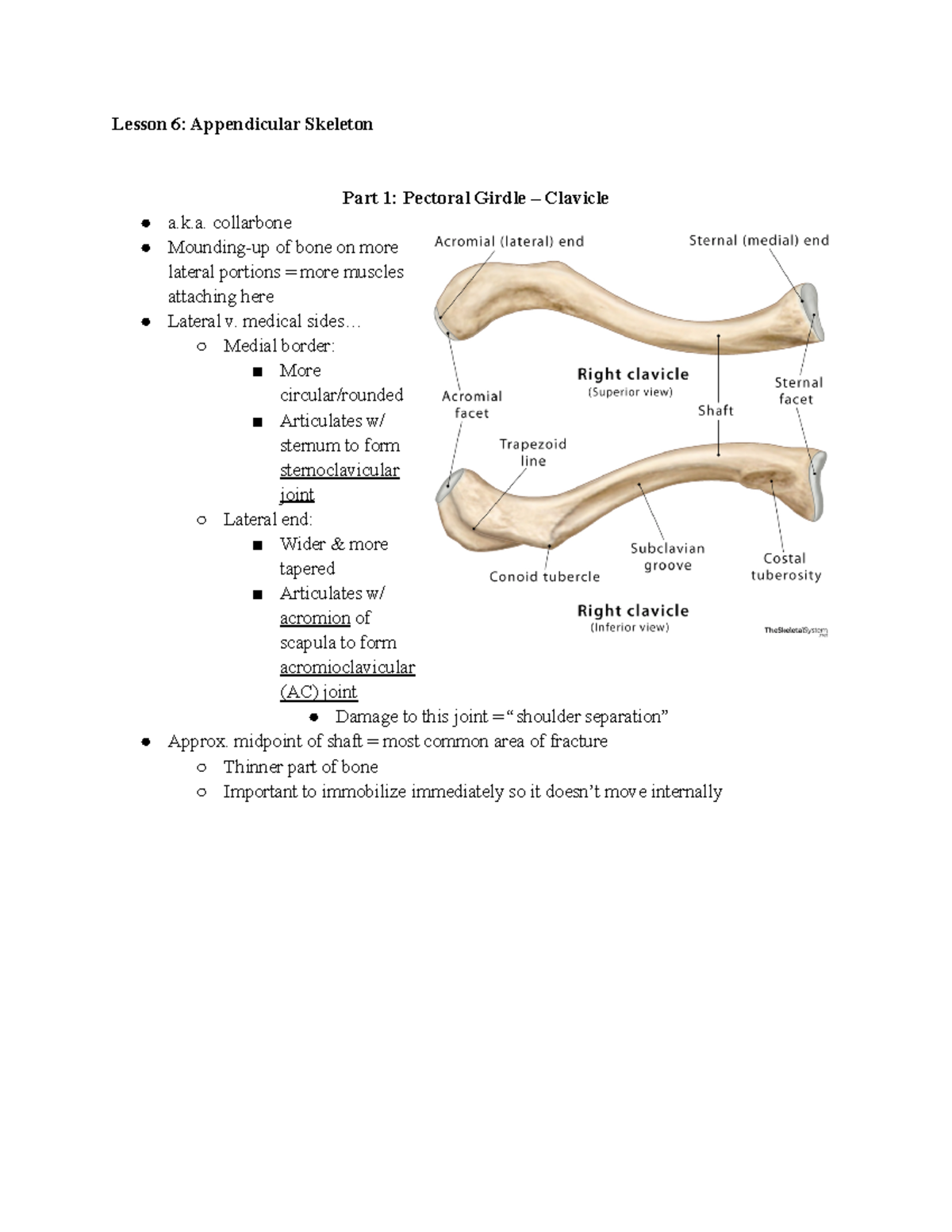 6- Appendicular Skeleton - Lesson 6: Appendicular Skeleton Part 1 ...