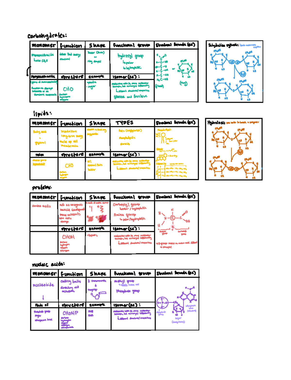 Macromolecules graphic organizer - carbohydrates monomer function Shape ...