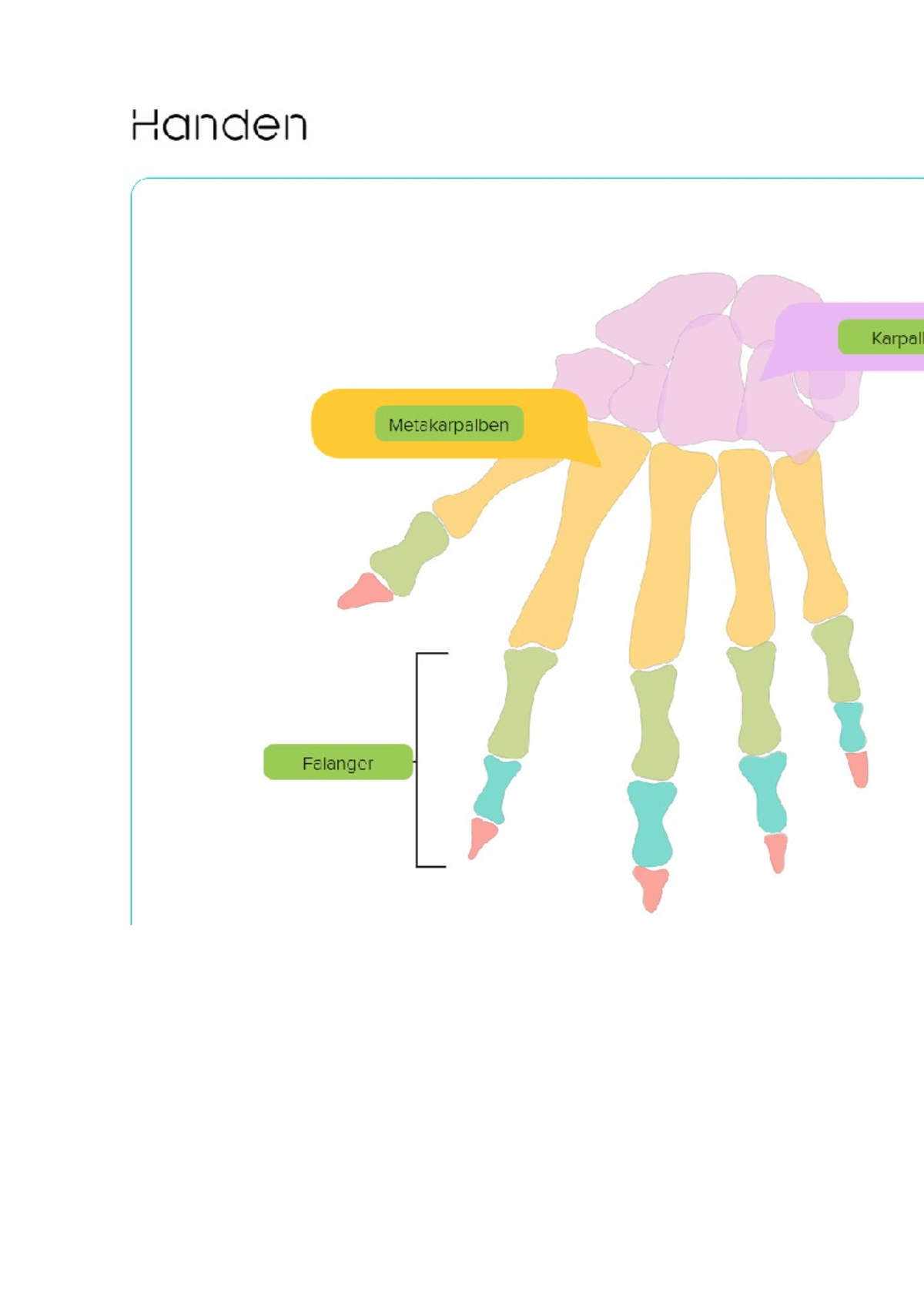 Handen - skelett - 3OM317 - Studocu