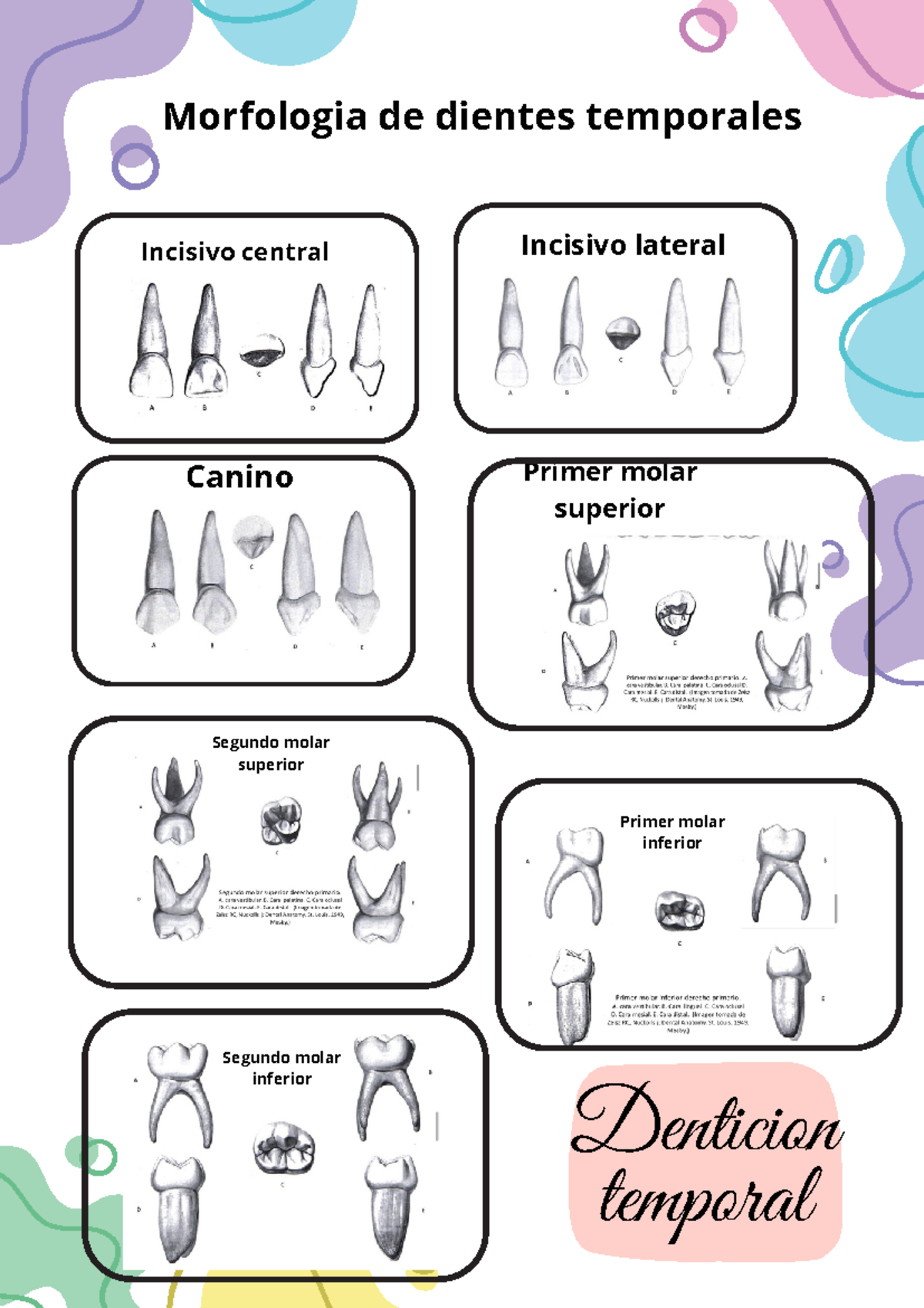 Documnto 23 - Morfología de dientes - Prevencion Primaria - Incisivo ...