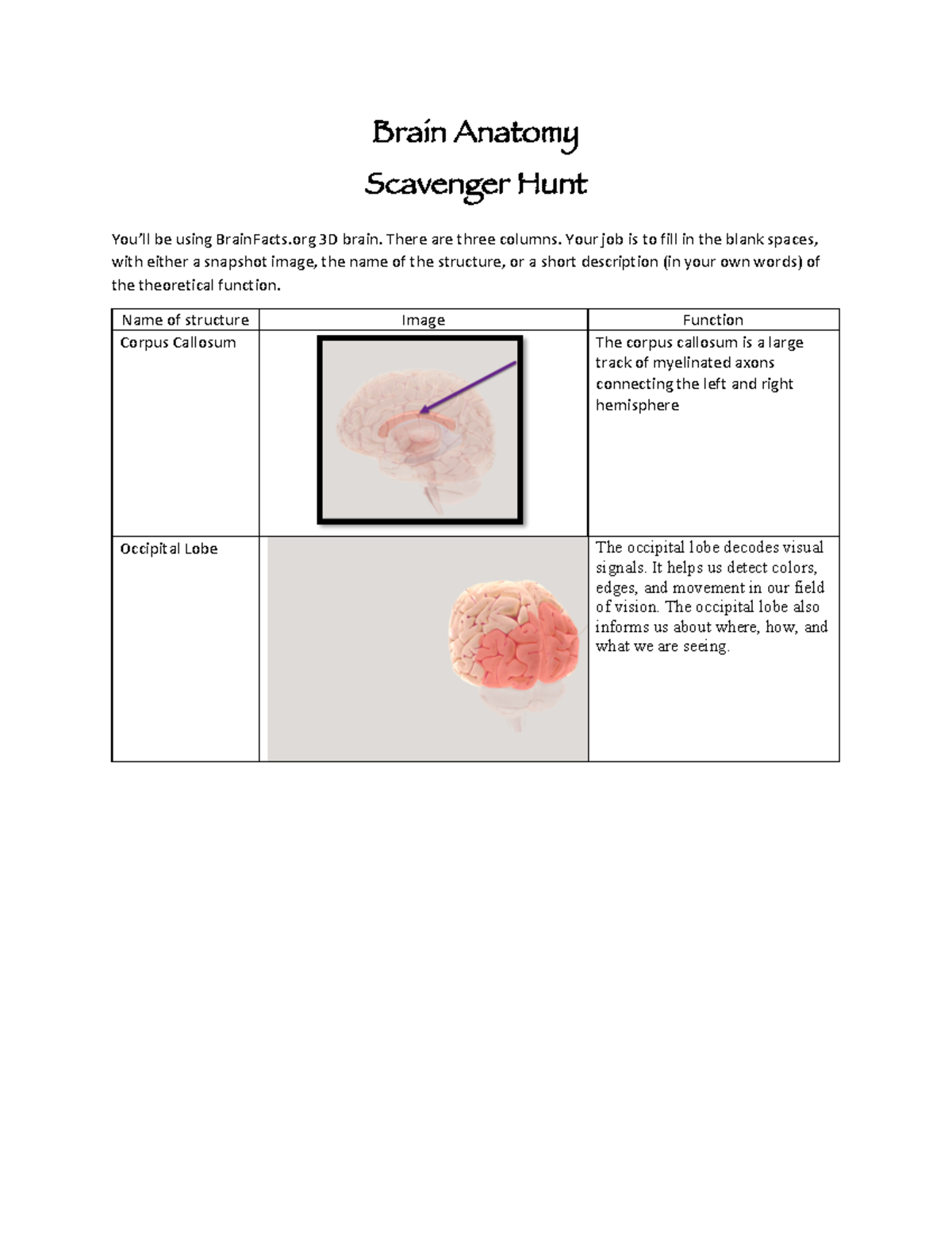 Brain Anatomy Lab Work Sheet fill out the brain - Brain Anatomy ...