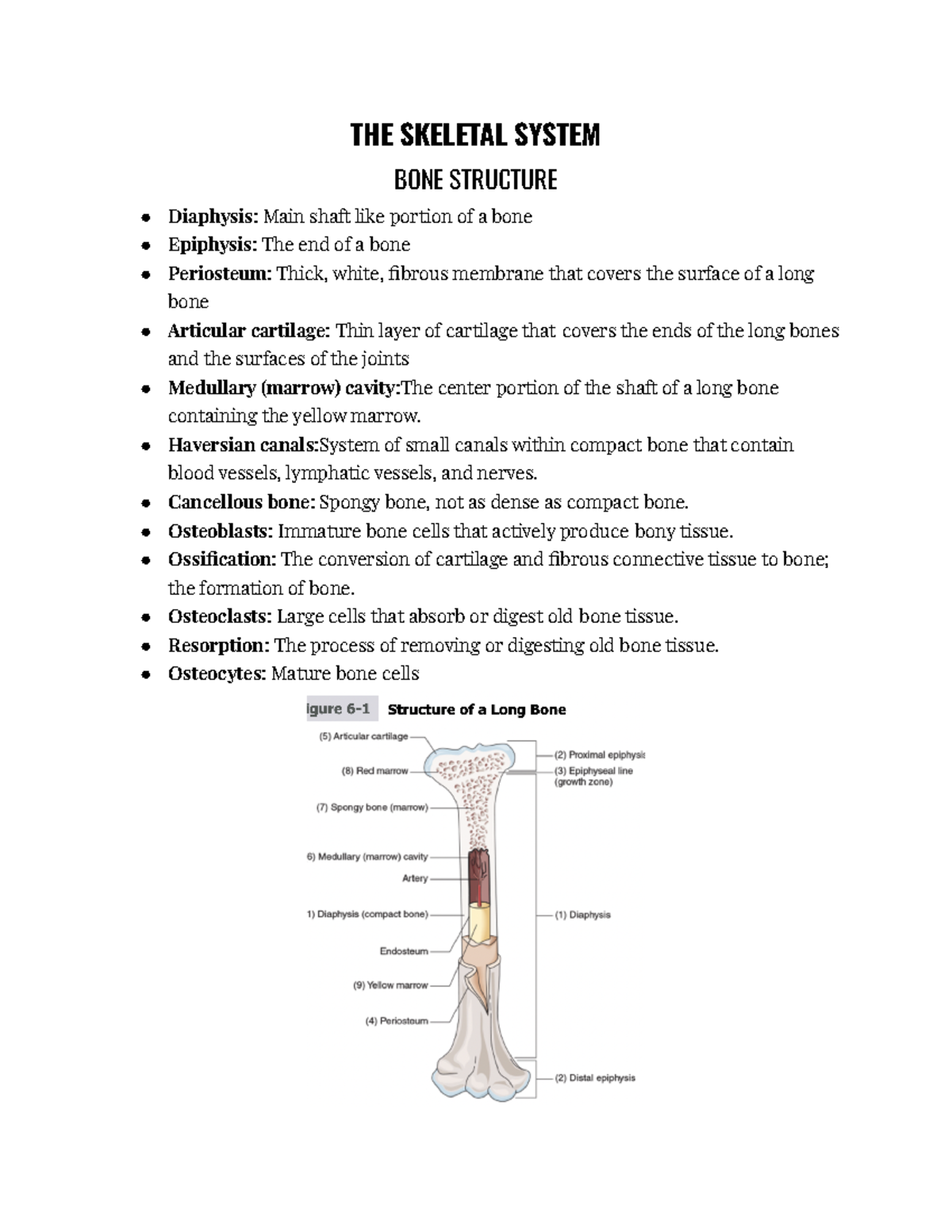 OST 161 chapter 6 - THE SKELETAL SYSTEM BONE STRUCTURE Diaphysis: Main ...