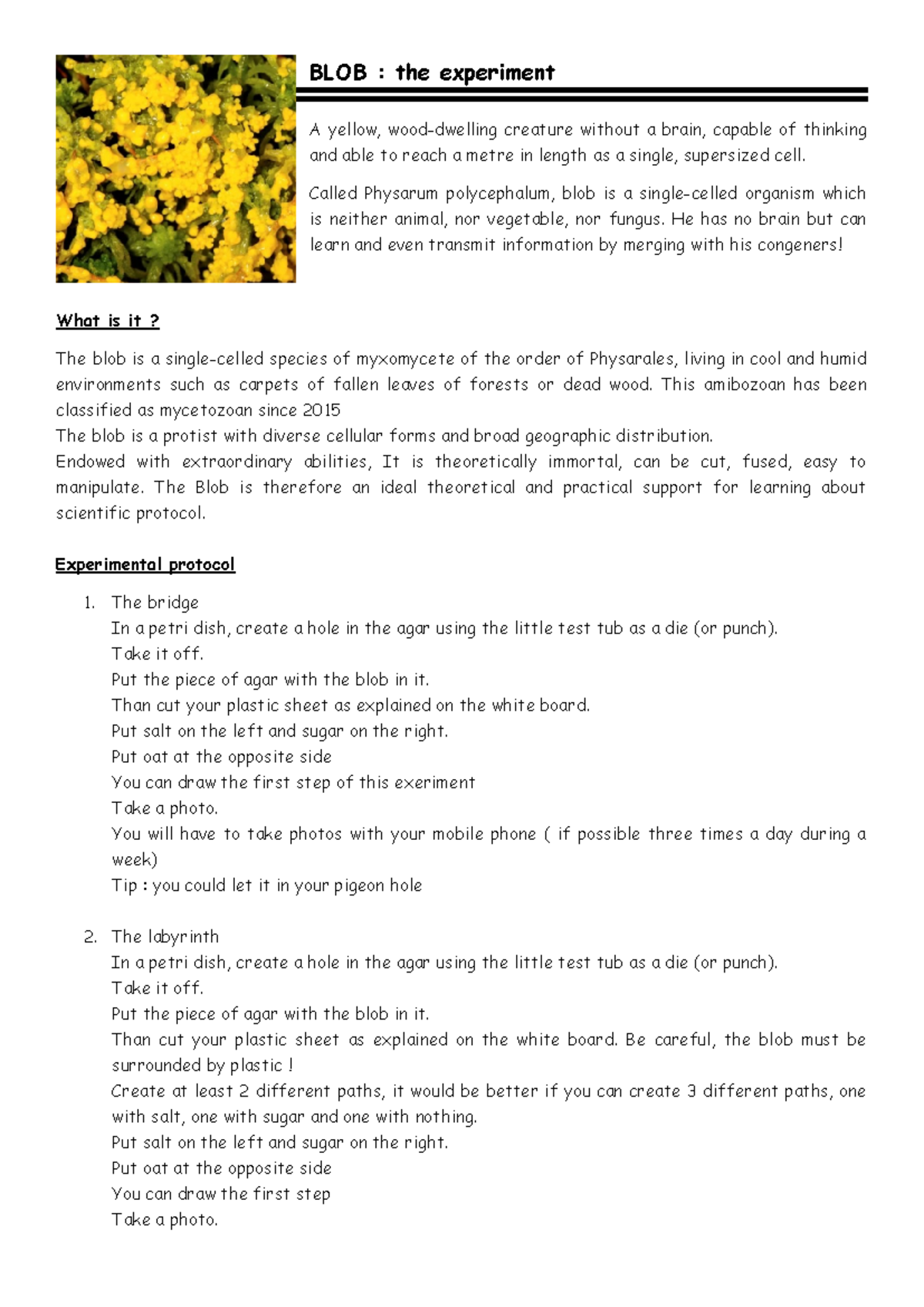 Blob experiment - BLOB : the experiment A yellow, wood-dwelling creature without a brain ...