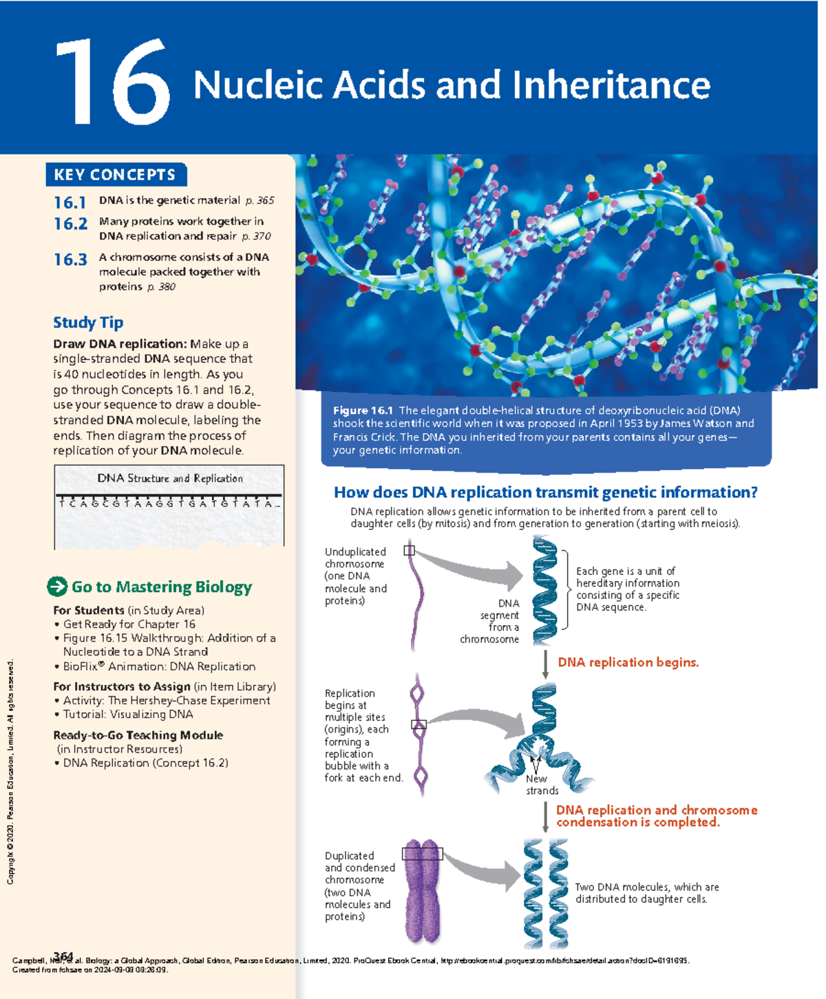 Topic 2 DNA structures and Functions - Figure 16 The elegant double ...