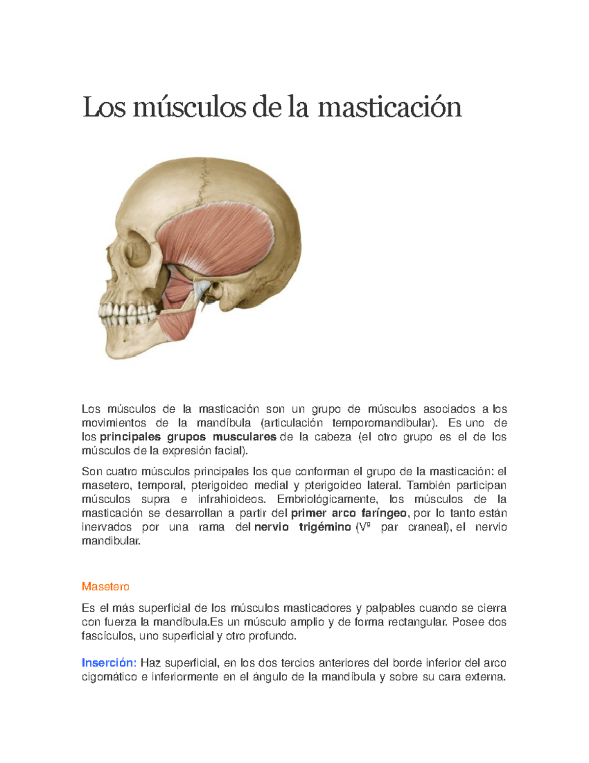 GUIA Aparte. Muaculos - Apuntes 2 - Anatomía humana II - UNAN - Studocu