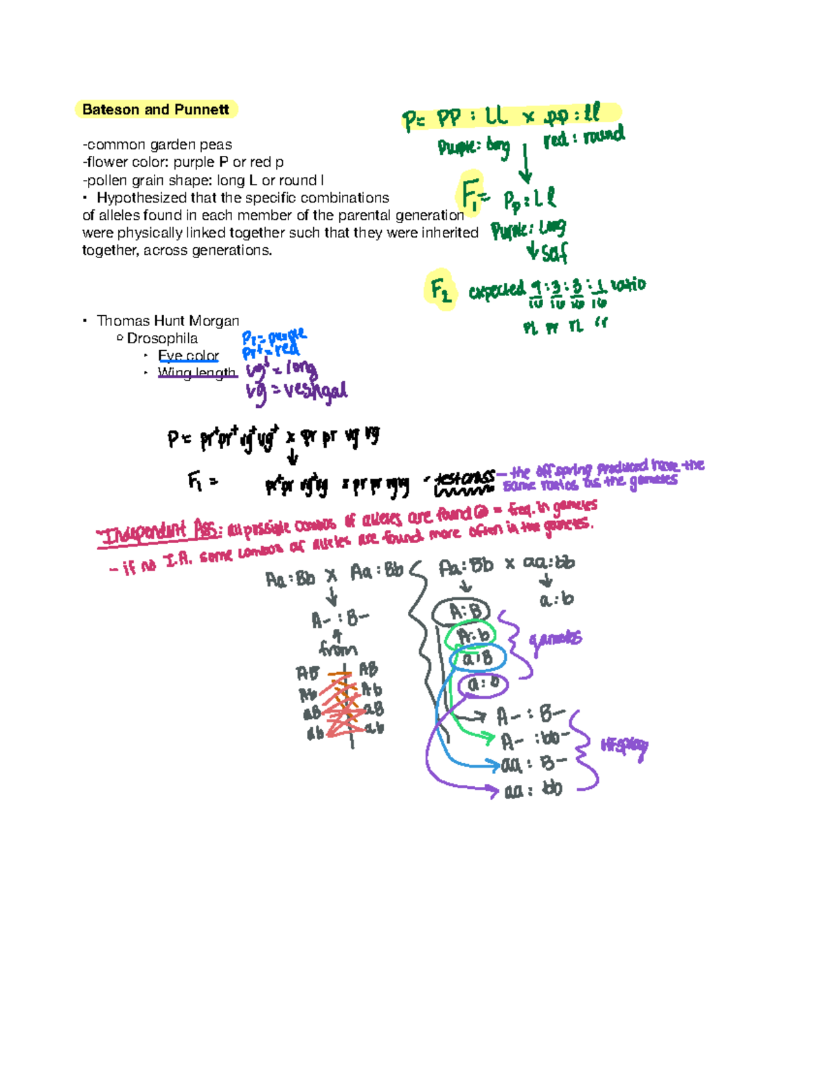 Chapter 5 - Matt Gilg lecture notes for Genetics. - Bateson and Punnett ...