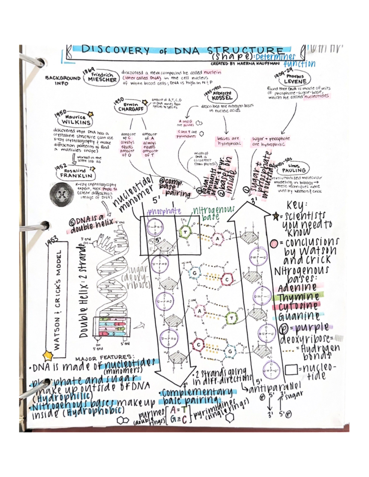 AP Biology Discovery of DNA Structure - Studocu