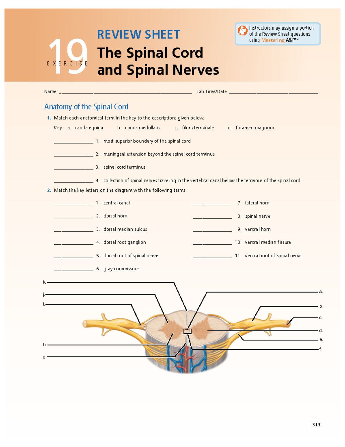Spinal Cord and Spinal Nerves - ####### 313313 19 E X E R C I S E ...