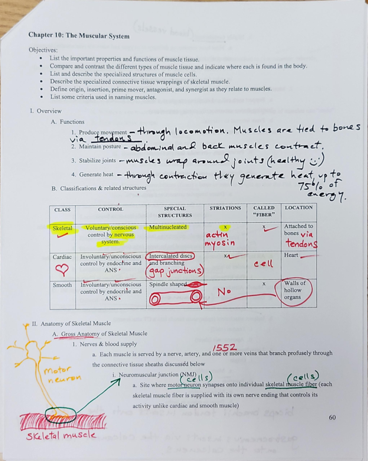 Chapter 10 Notes - BIOL 1551 - YSU - Studocu
