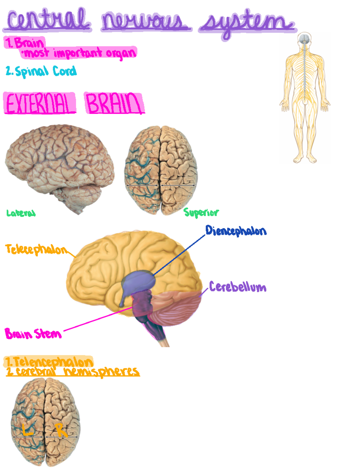 Central Nervous System: Brain - central nervous system 1 Brmaionst ...