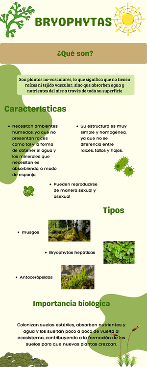 Infografia division lichenophyta - Botánica criptogámica - Studocu