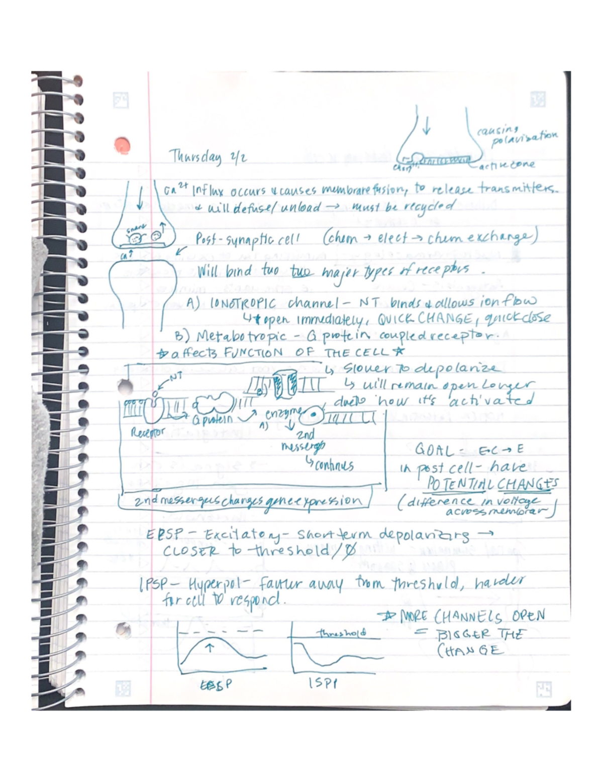 Neuro Notes 1 - Covers first 4 weeks of class, topics include ...