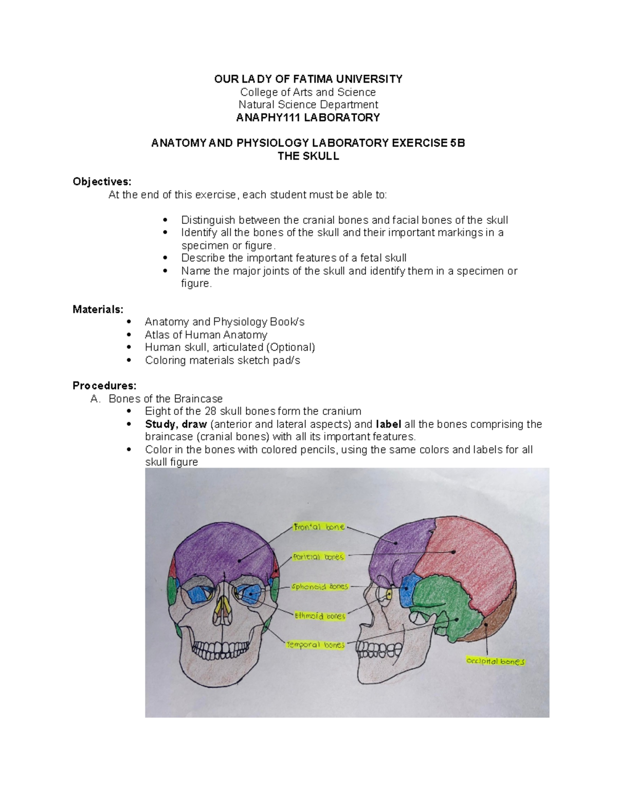 LAB 5B THE Skull - about anaphy - OUR LADY OF FATIMA UNIVERSITY College ...
