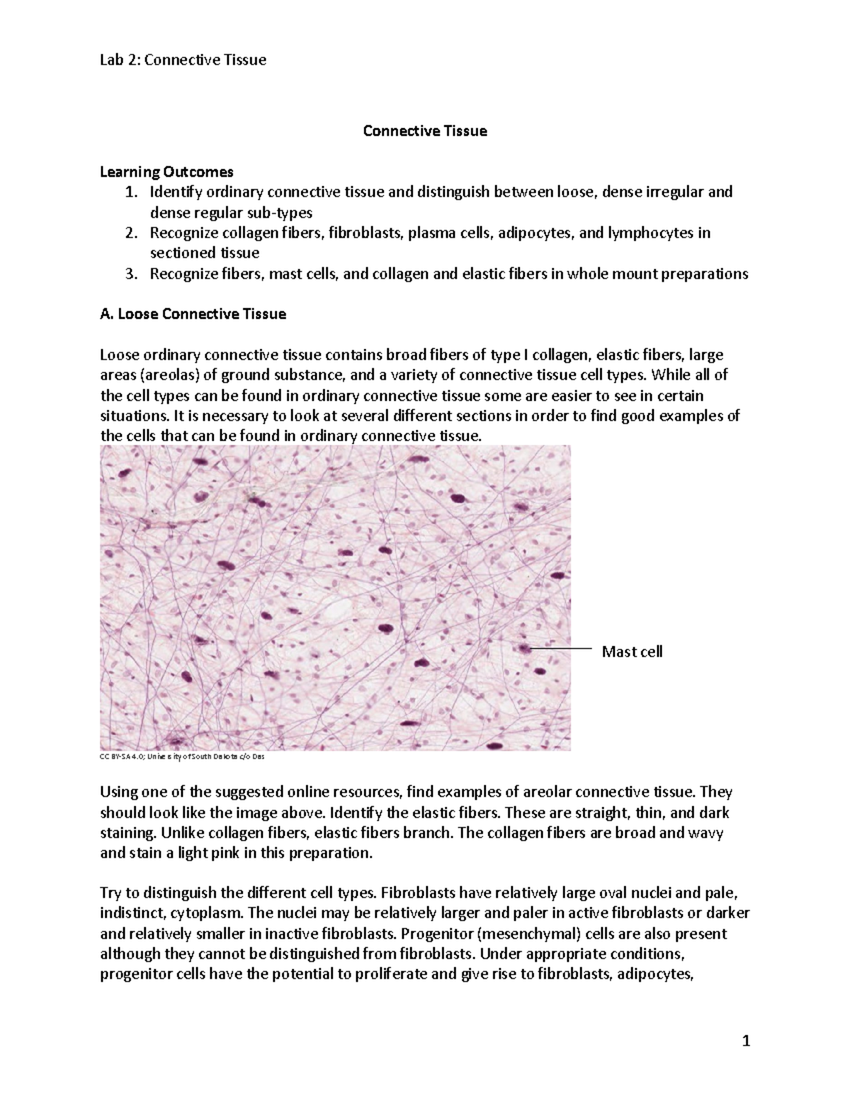 Lab 02 Connective Tissue - Connective Tissue Learning Outcomes 1 ...