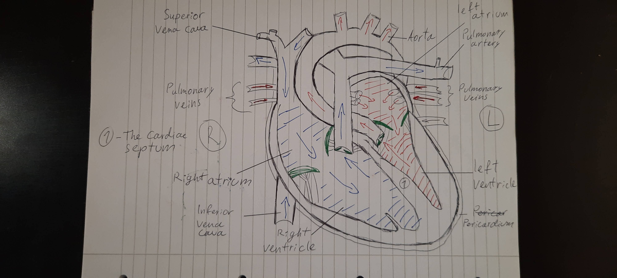 nervous and cardiovascular system - Studocu