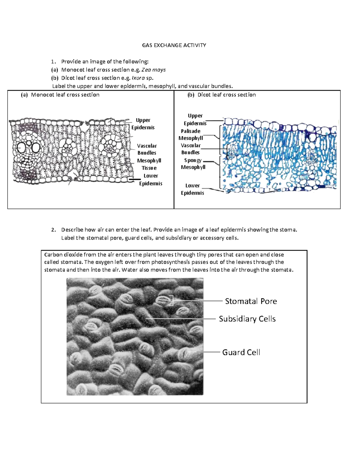 GAS Exchange Activity - GAS EXCHANGE ACTIVITY Provide an image of the ...