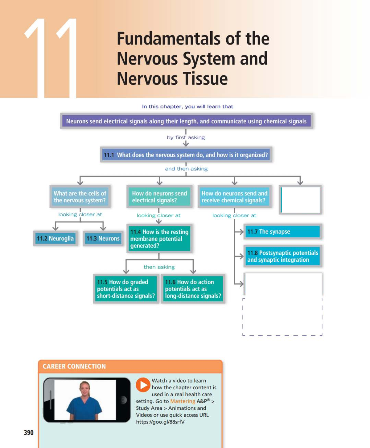NS CH11 - study - 390 Fundamentals of the Nervous System and Nervous ...