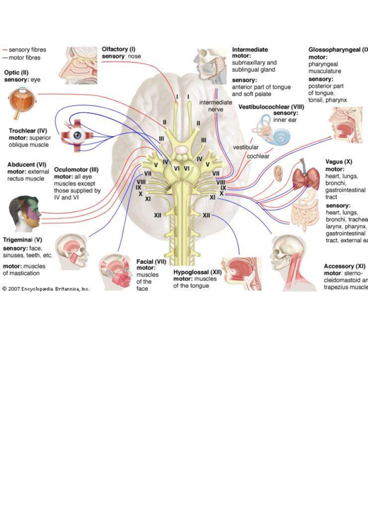Cranial nerves - sensory fibres Olfactory (I) Intermediate ...