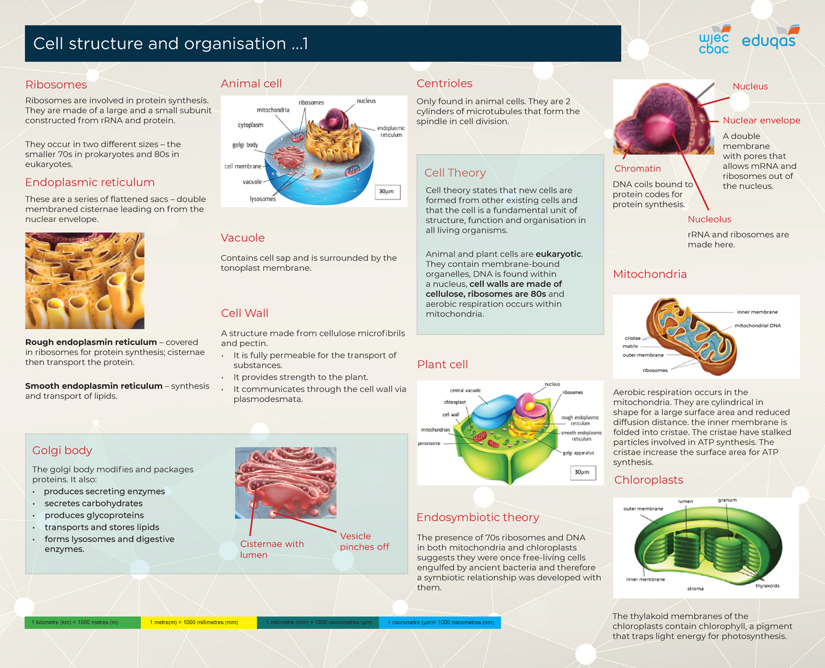 Cell stucture-1 - cels - Cell structure and organisation ...