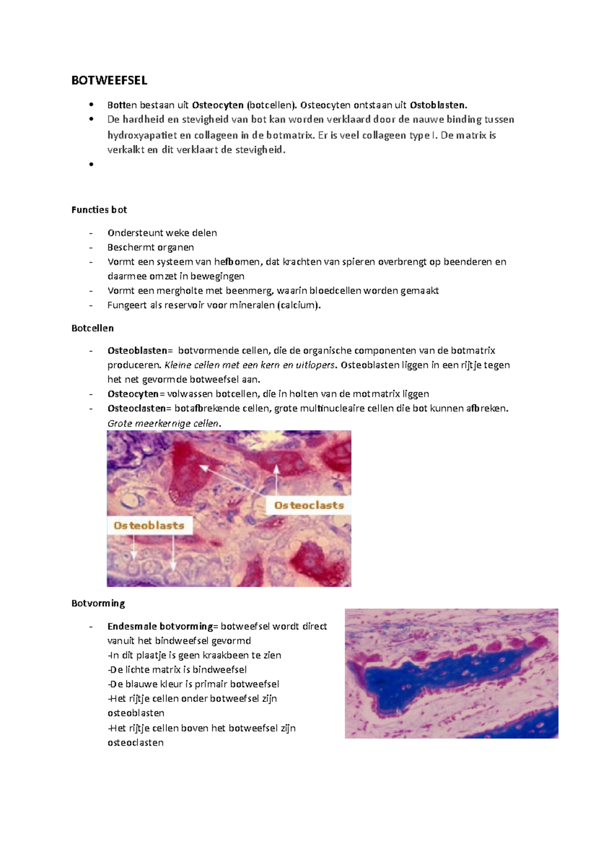 Samenvatting Botweefsel - BOTWEEFSEL Botten bestaan uit Osteocyten ...
