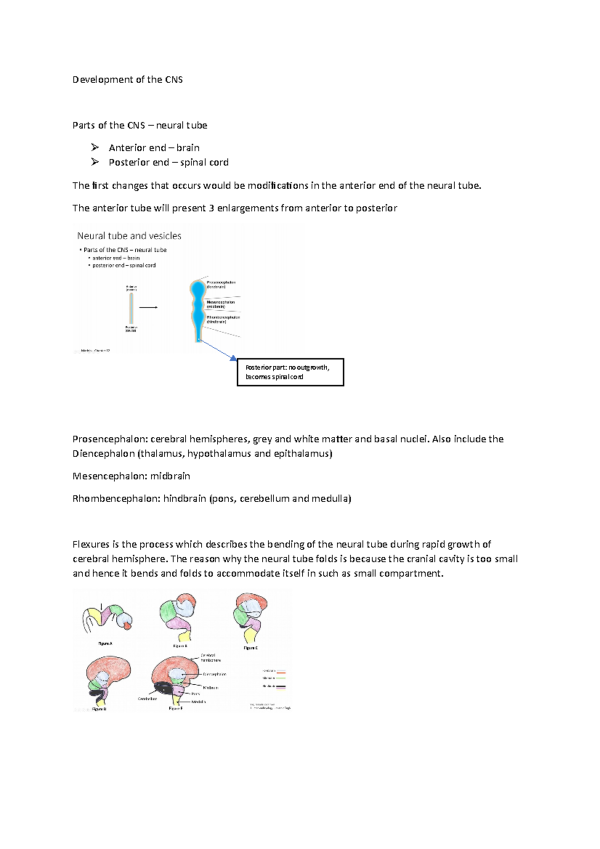 Development of the CNS - Lecture notes 5 - Development of the CNS Parts ...