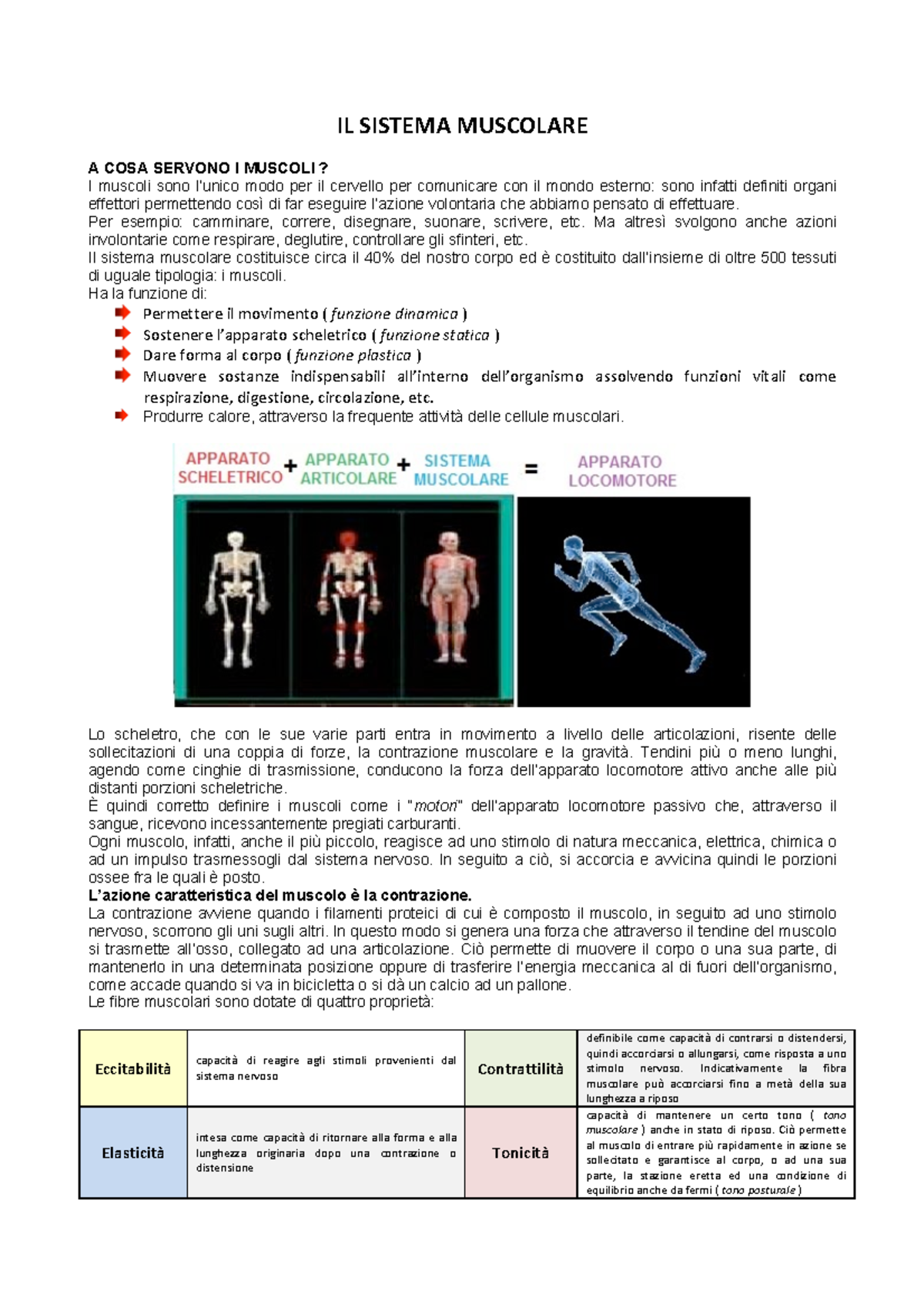 Sistema muscolare e mecc - IL SISTEMA MUSCOLARE A COSA SERVONO I ...