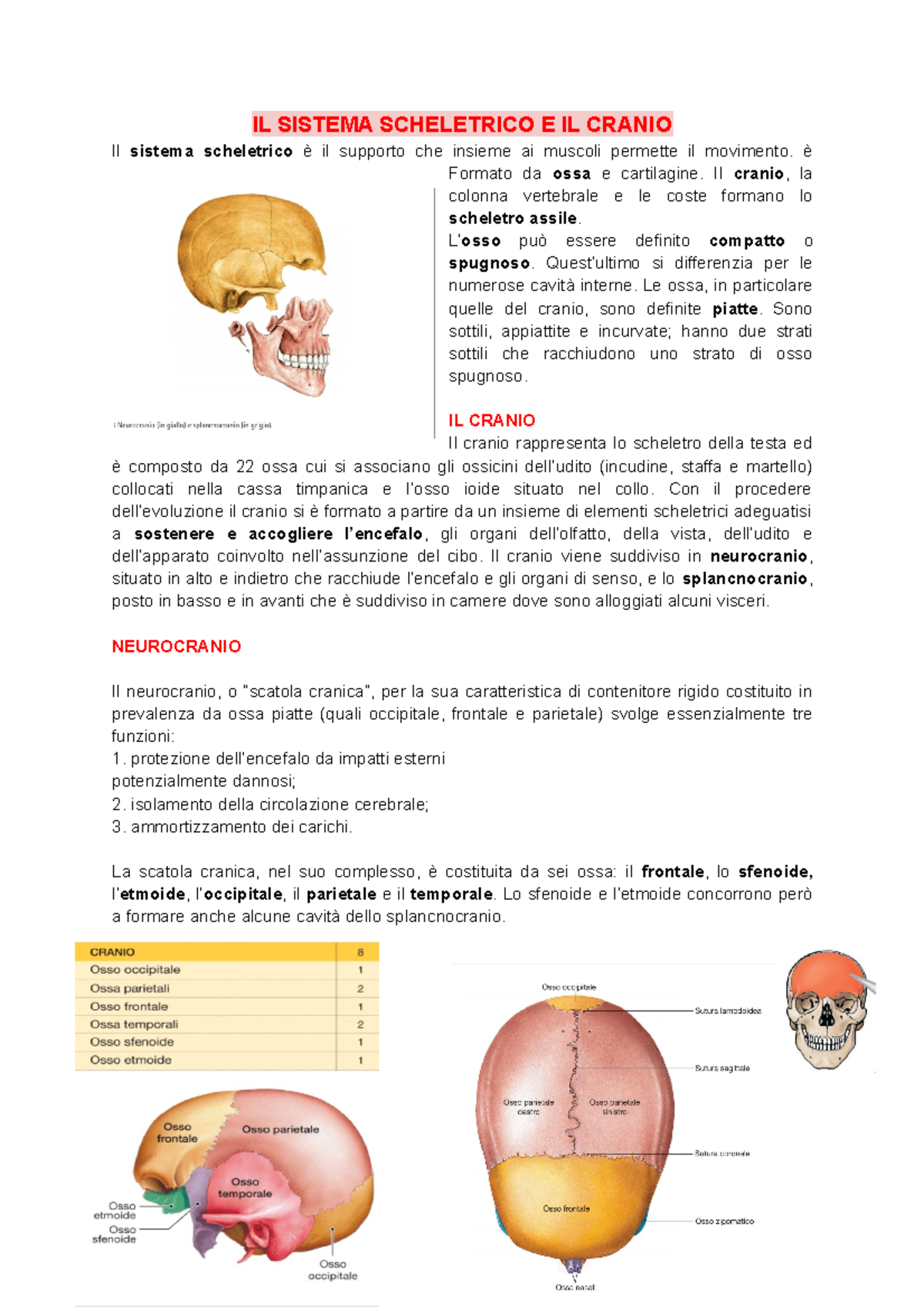 Anatomia del cranio - IL SISTEMA SCHELETRICO E IL CRANIO Il sistema ...