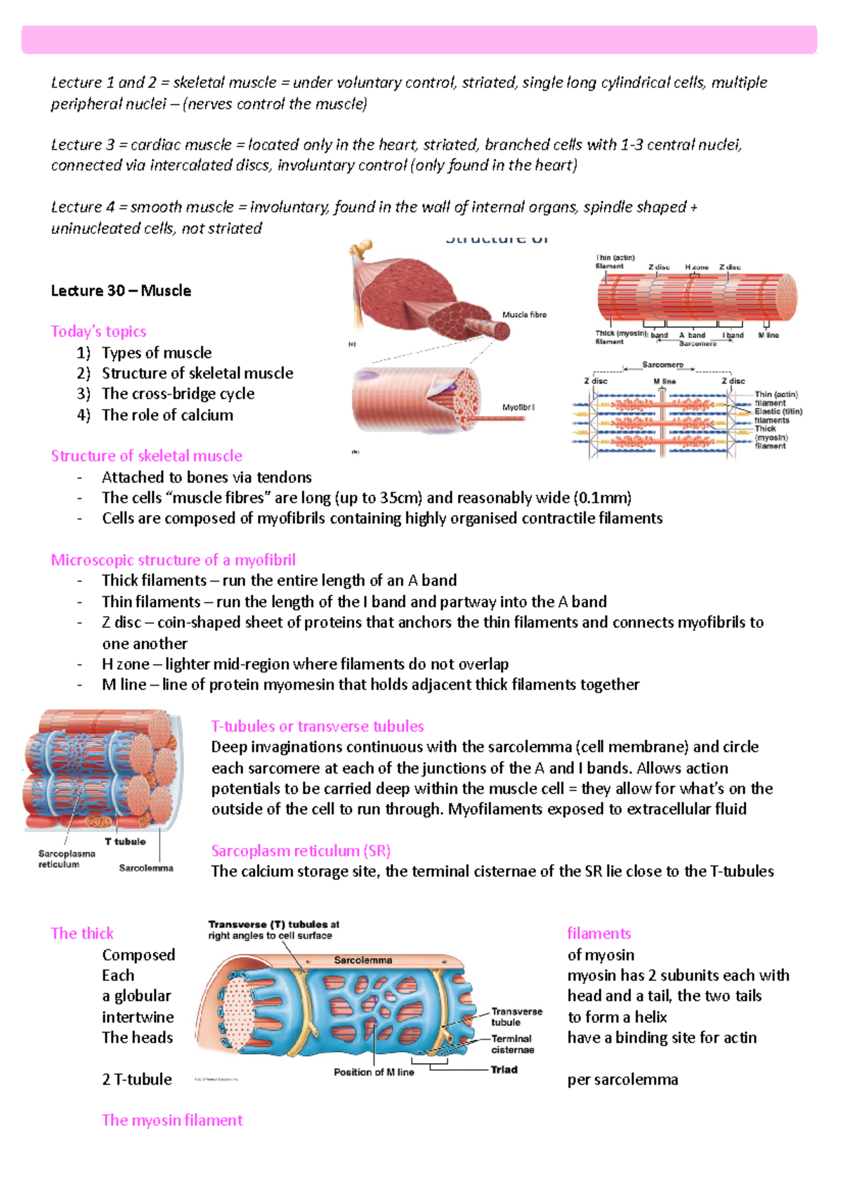 Muscle module - Biology for Biomedical Science: Cellular Processes and ...