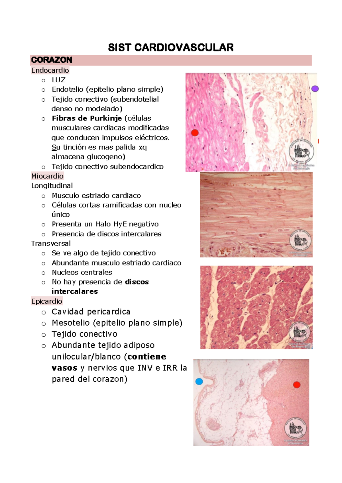 2 harta - Resumen histo - SIST CARDIOVASCULAR CORAZON Endocardio o LUZ ...