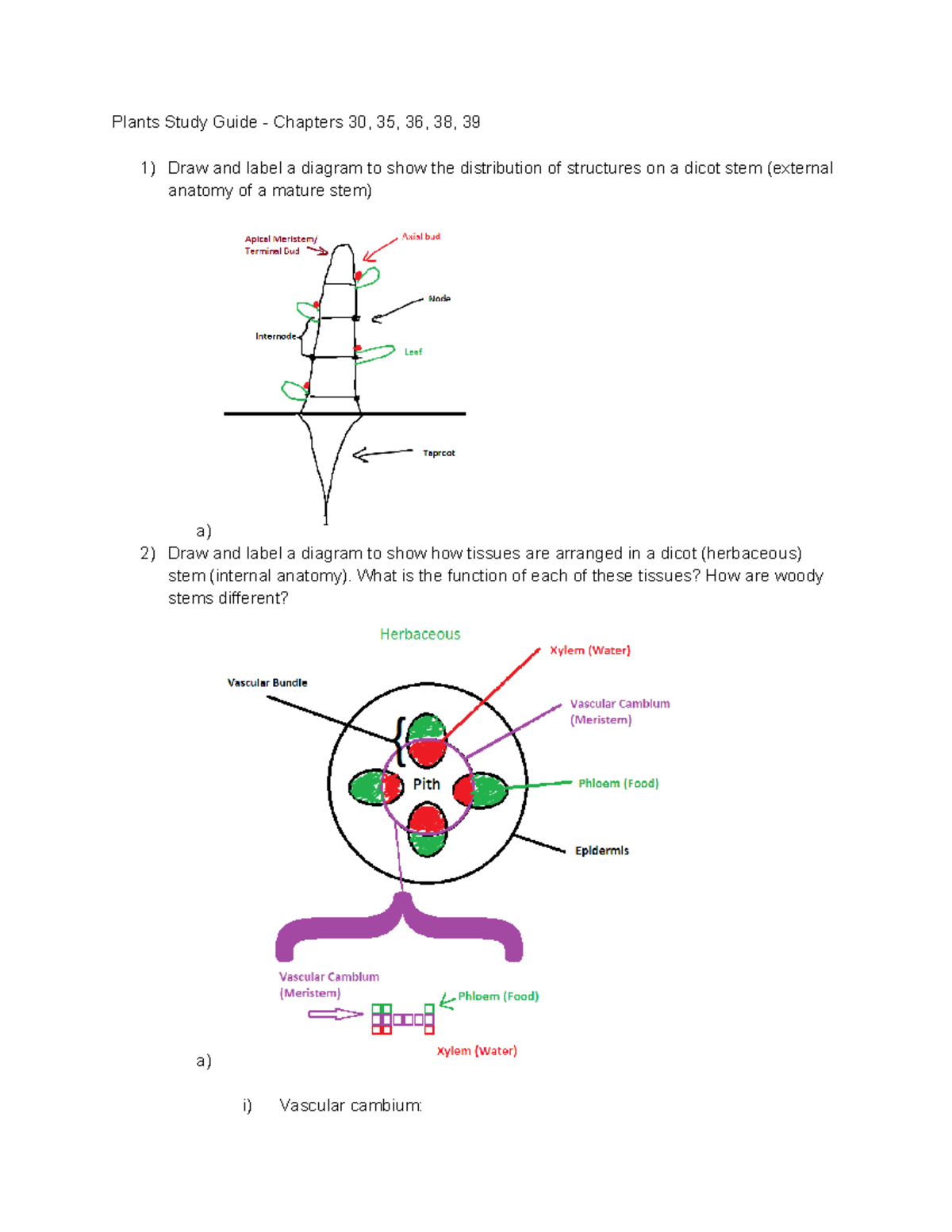 Plants Study Guide - Lecture notes 8 - Plants Study Guide - Chapters 30 ...