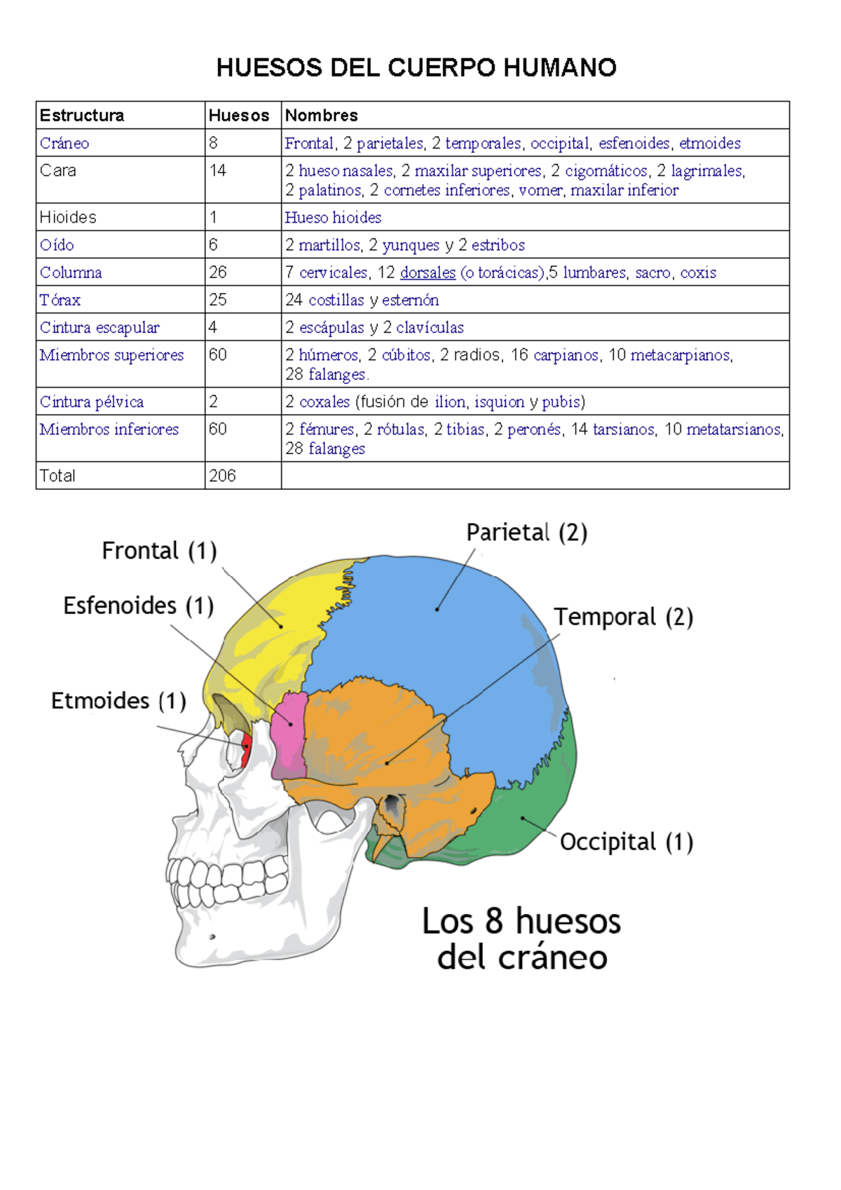 206 huesos cuerpo humano - HUESOS DEL CUERPO HUMANO Estructura Huesos Nombres Cráneo 8 Frontal ...