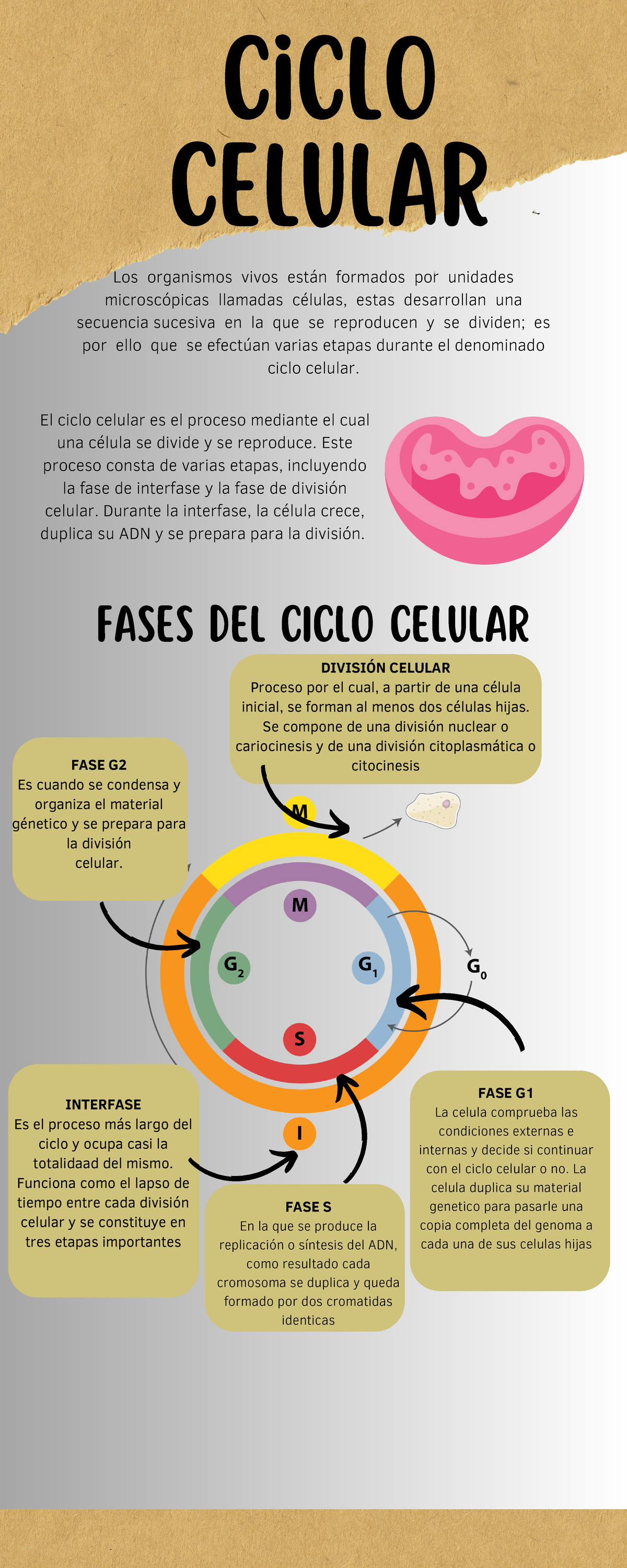 Fases del ciclo celular - FASES DEL CICLO CELULAR FASE G La celula ...