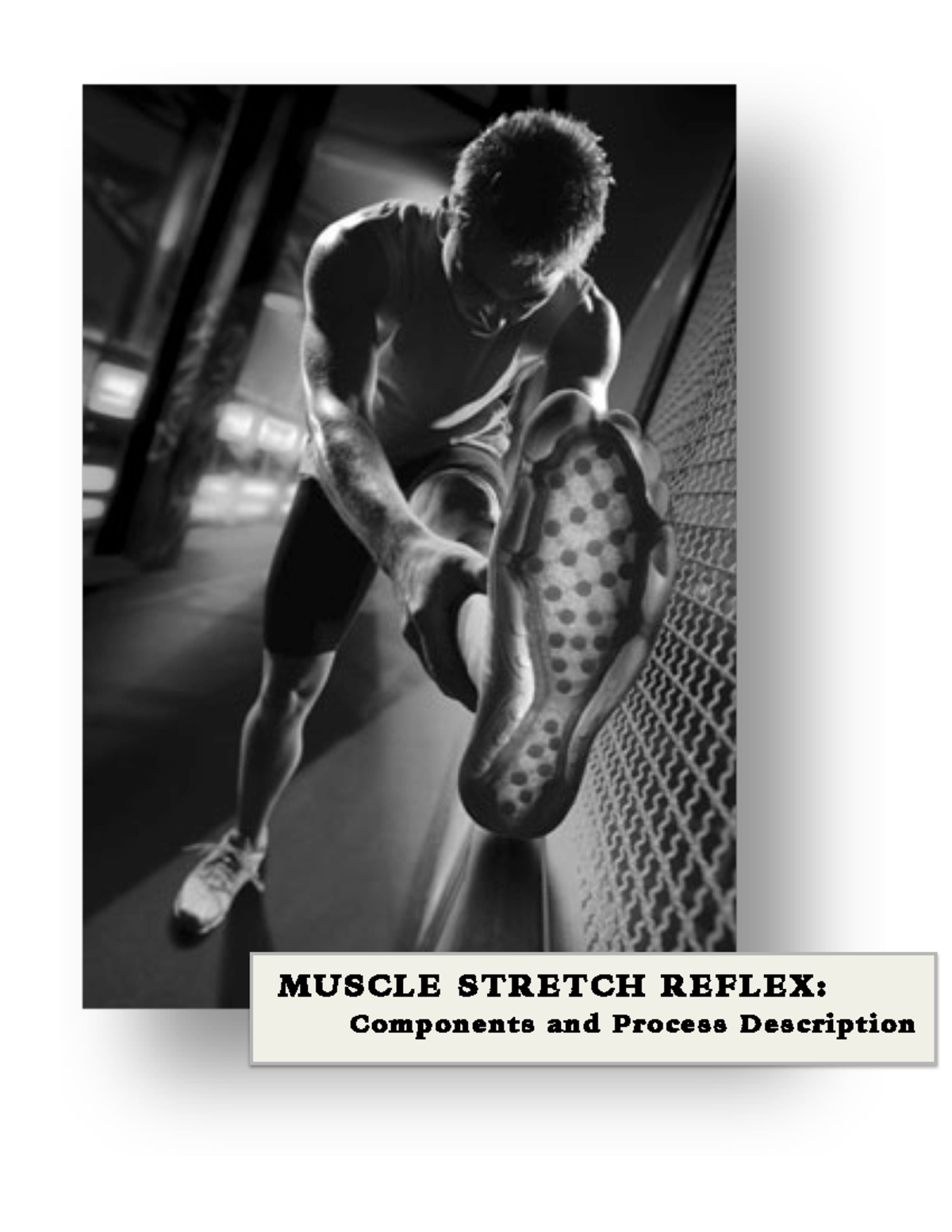 Muscle Physiology - Stretch Reflex - MUSCLE STRETCH REFLEX: Components ...