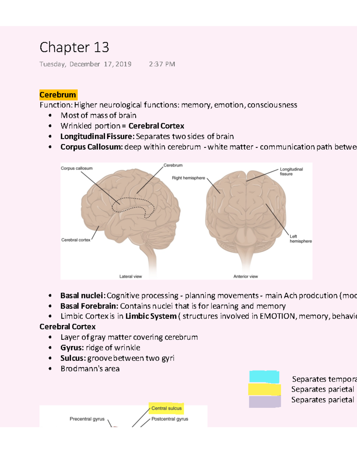 Chapter 13 - Lecture notes 13 - Cerebrum Function: Higher neurological ...