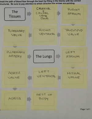 Anatomical Scavenger Hunt - Lab: Anatomical Scavenger Hunt Source ...