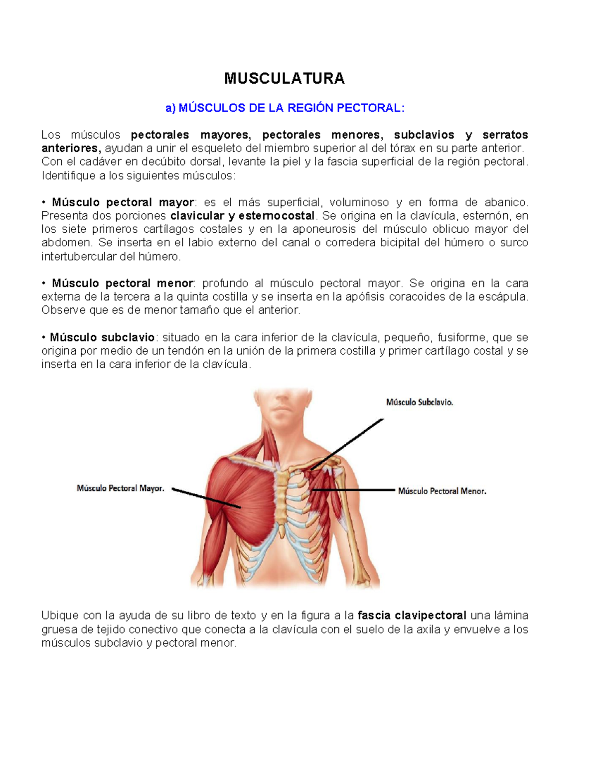 Teorico Practico 2 Musculos - MUSCULATURA a) MÚSCULOS DE LA REGIÓN ...
