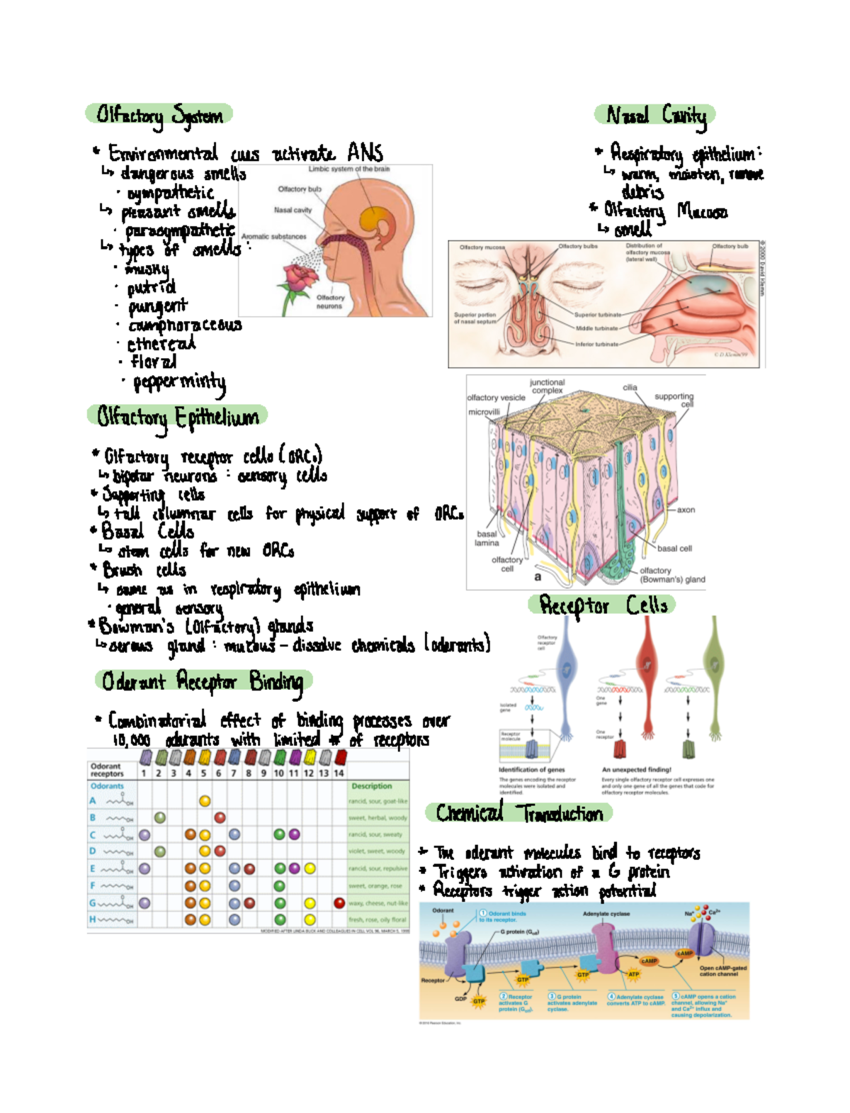 Chemical Senses - Professor: Dr. Eade - BIOL 217 - Studocu