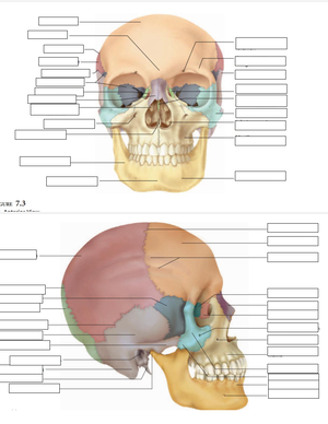 Computer - PDLC - Program Development Life Cycle Programmers follow a ...