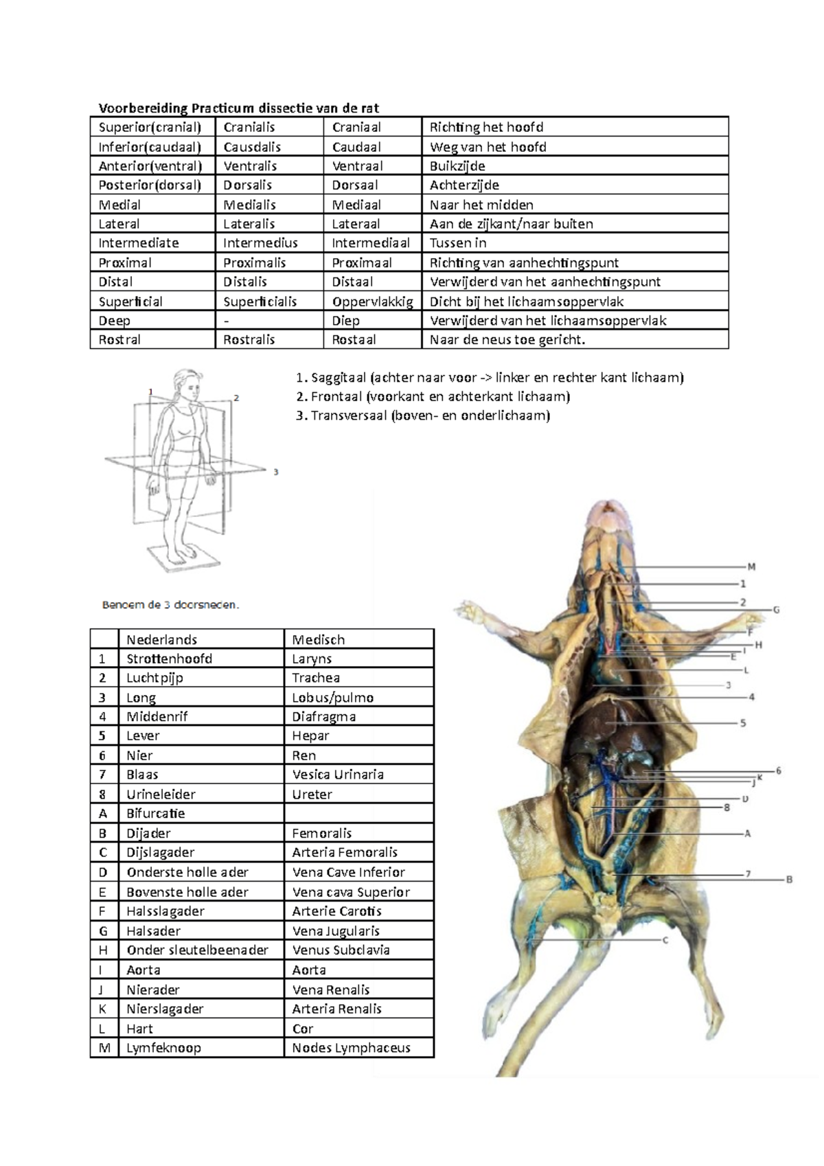 PT1 - dissectie rat - Voorbereiding Practicum dissectie van de rat ...