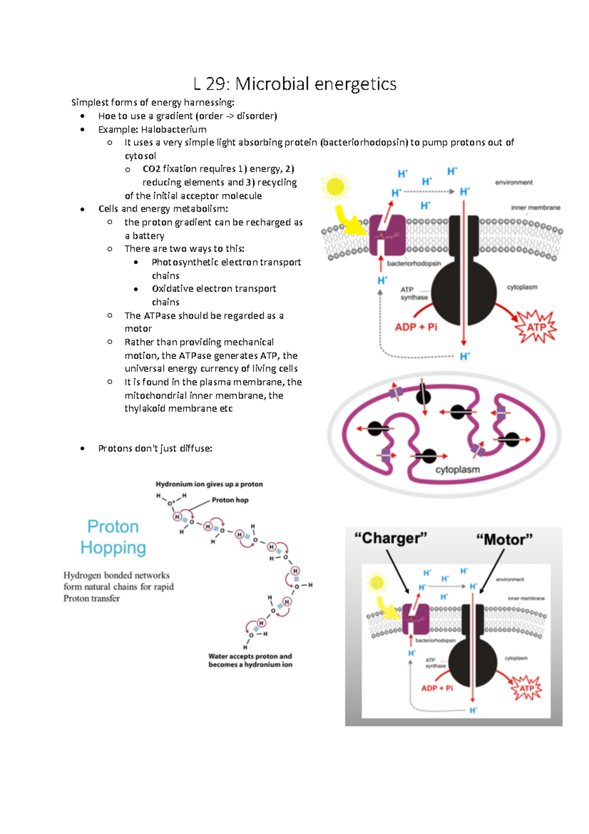 Microbial energetics - L 29: Microbial energetics Simplest forms of ...