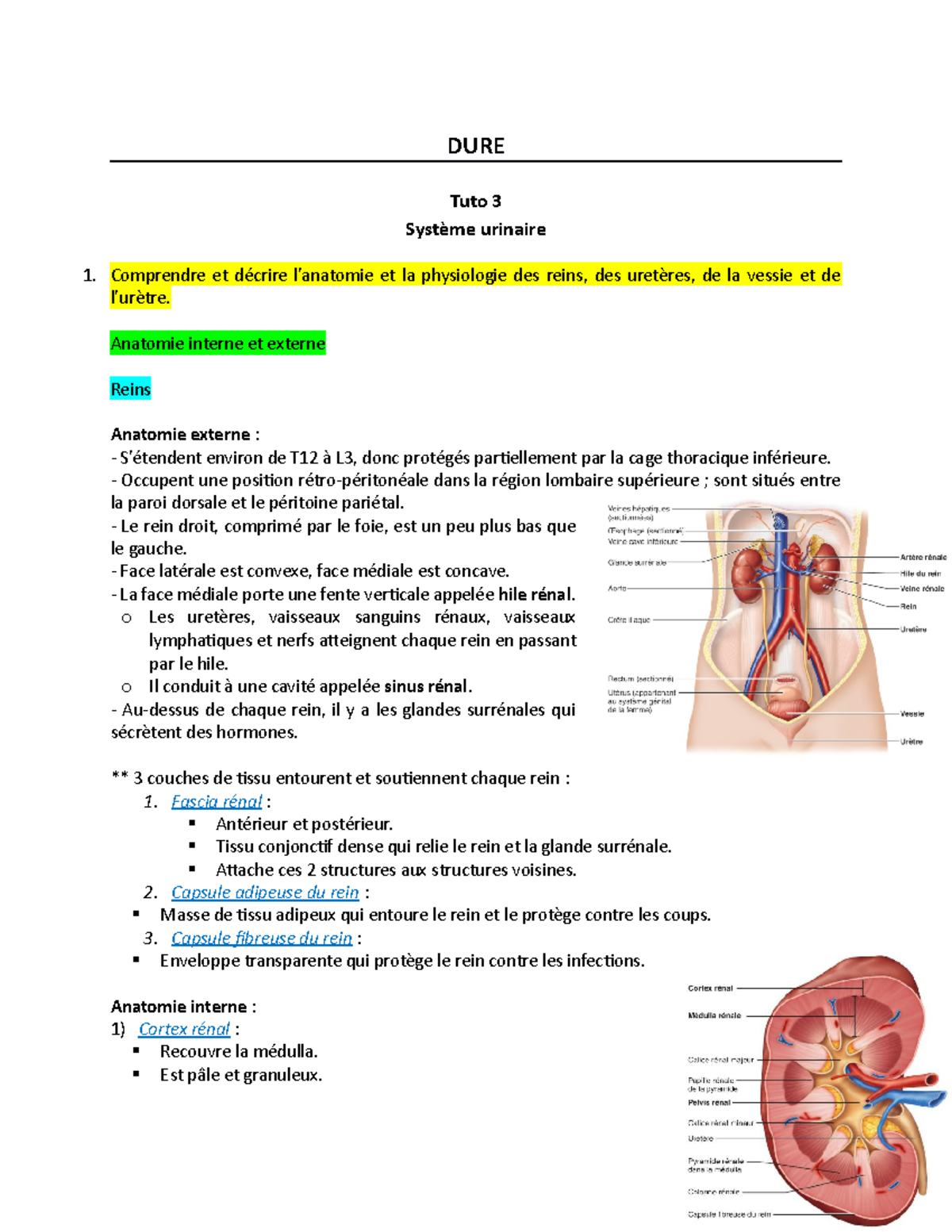 DURE tuto 3 urinaire - Notes de cours 3 - DURE Tuto 3 Système urinaire ...