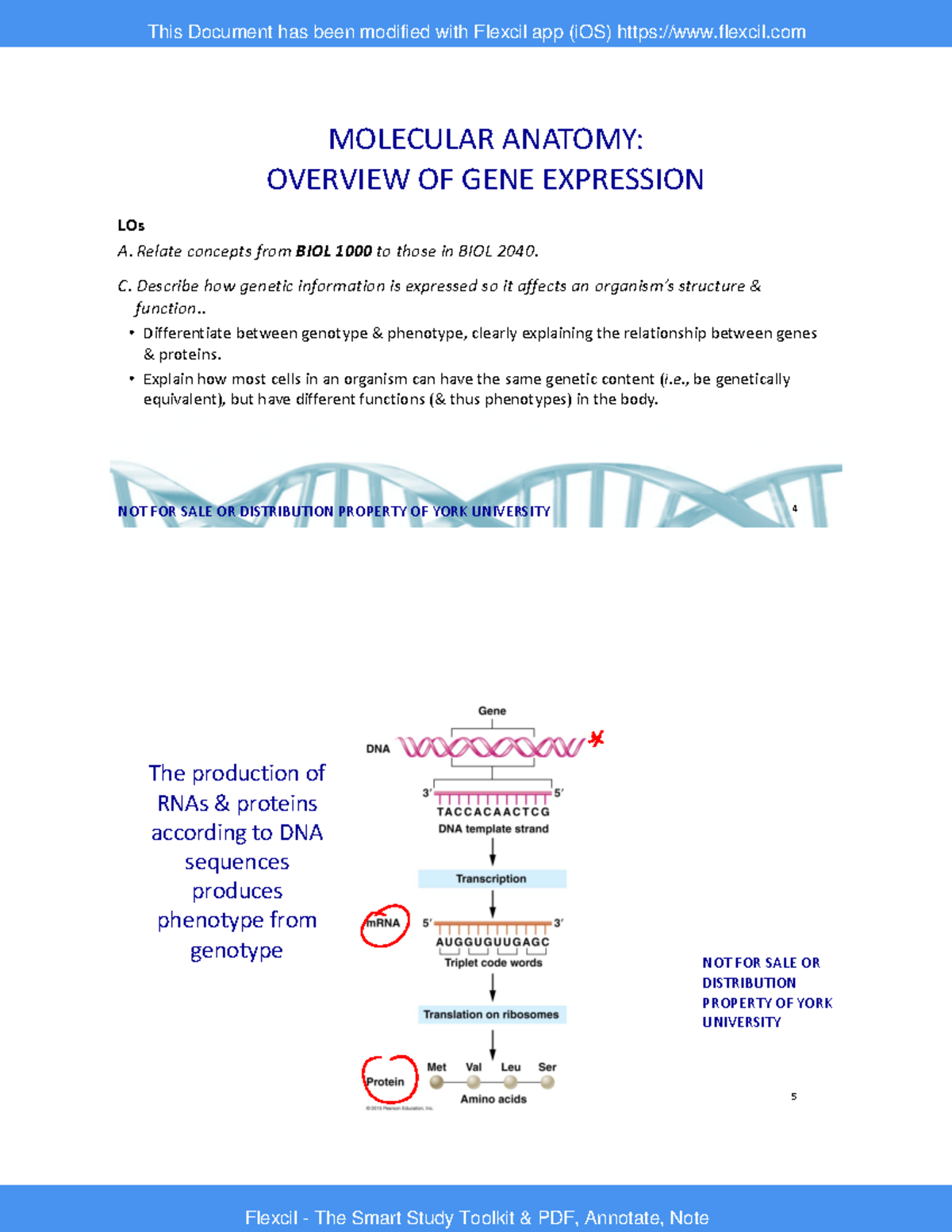 BIOL 2040 F2022 Overview of Gene Expression (Week 3) - LOs A. Relate ...