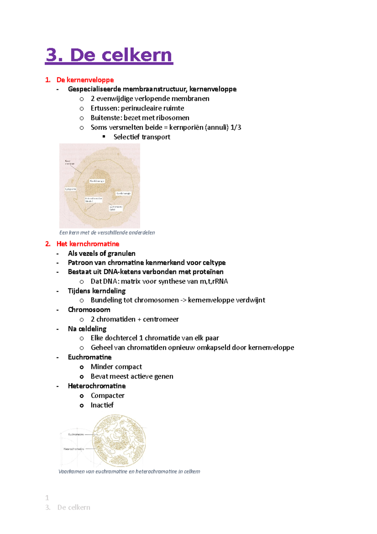 Cytologie: de celkern - 3. De celkern De kernenveloppe Gespecialiseerde ...