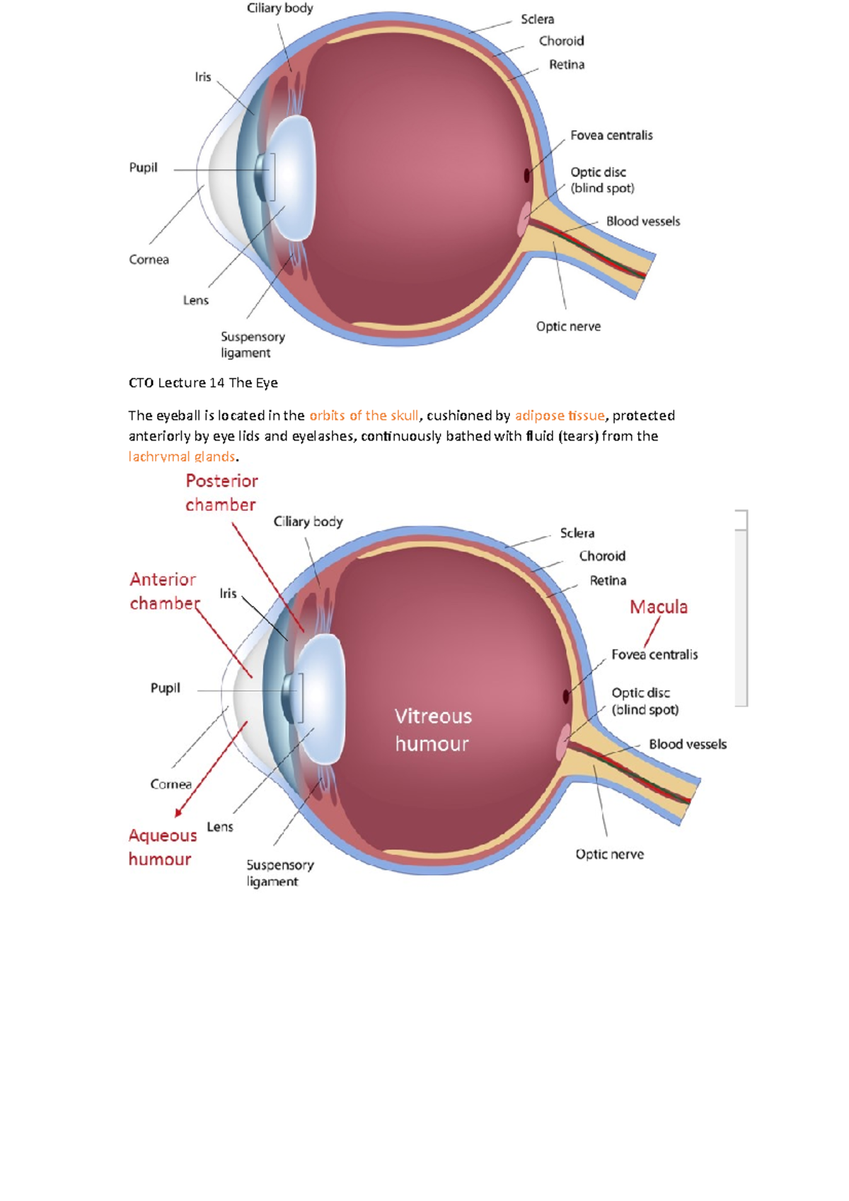 CTO 14 Eye - Lecture notes CTO 14 Eye - CTO Lecture 14 The Eye The ...