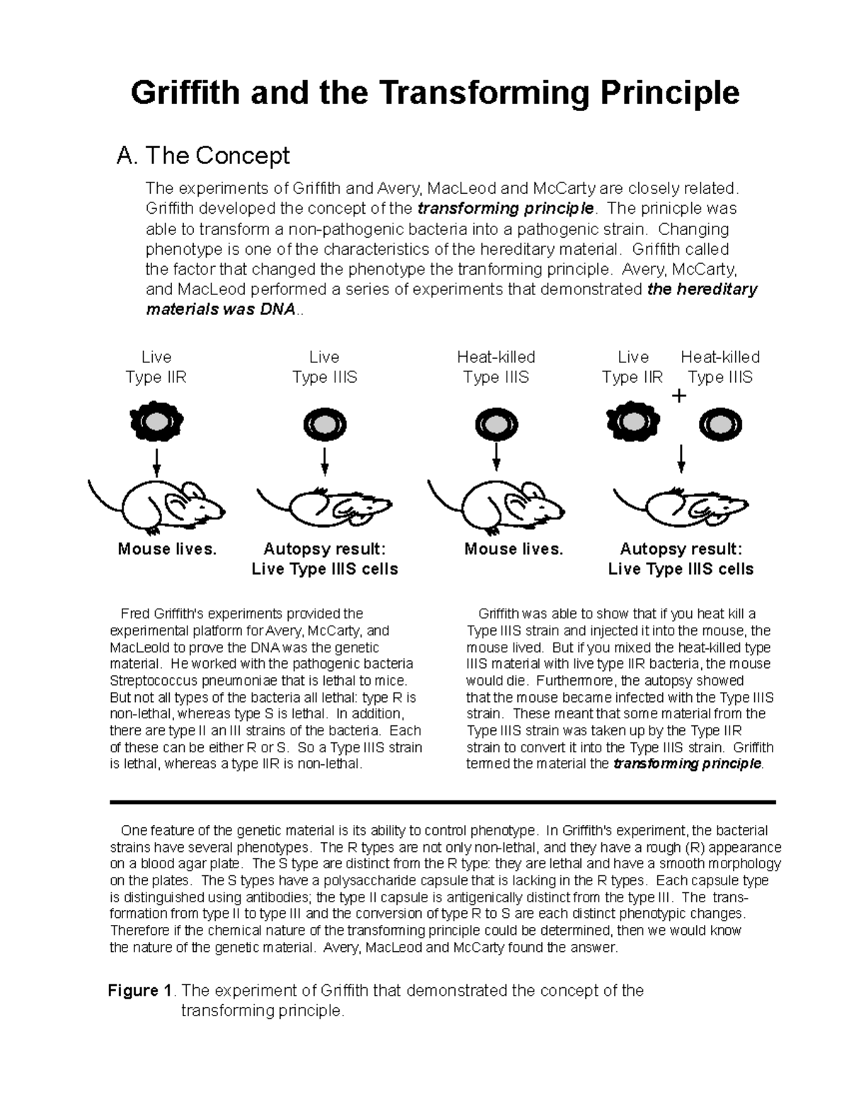 DNA replication sequencing revision 2017 - Griffith and the ...