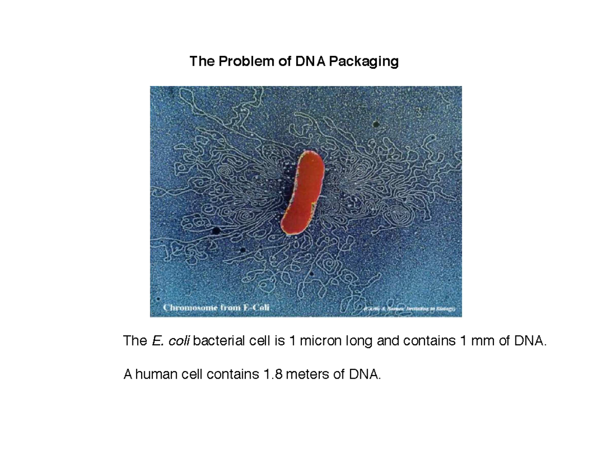 2 DNA packaging - The Problem of DNA Packaging The E. coli bacterial ...