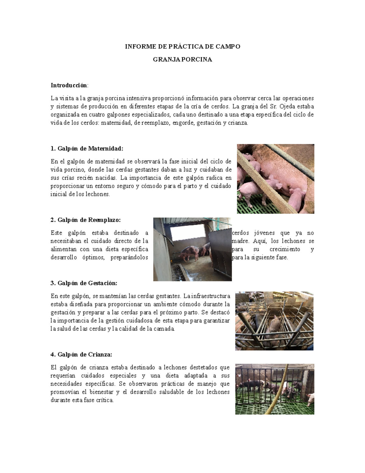 Informe DE Práctica DE Campo - Granja Porcina 3A - INFORME DE PRÁCTICA DE CAMPO GRANJA PORCINA ...