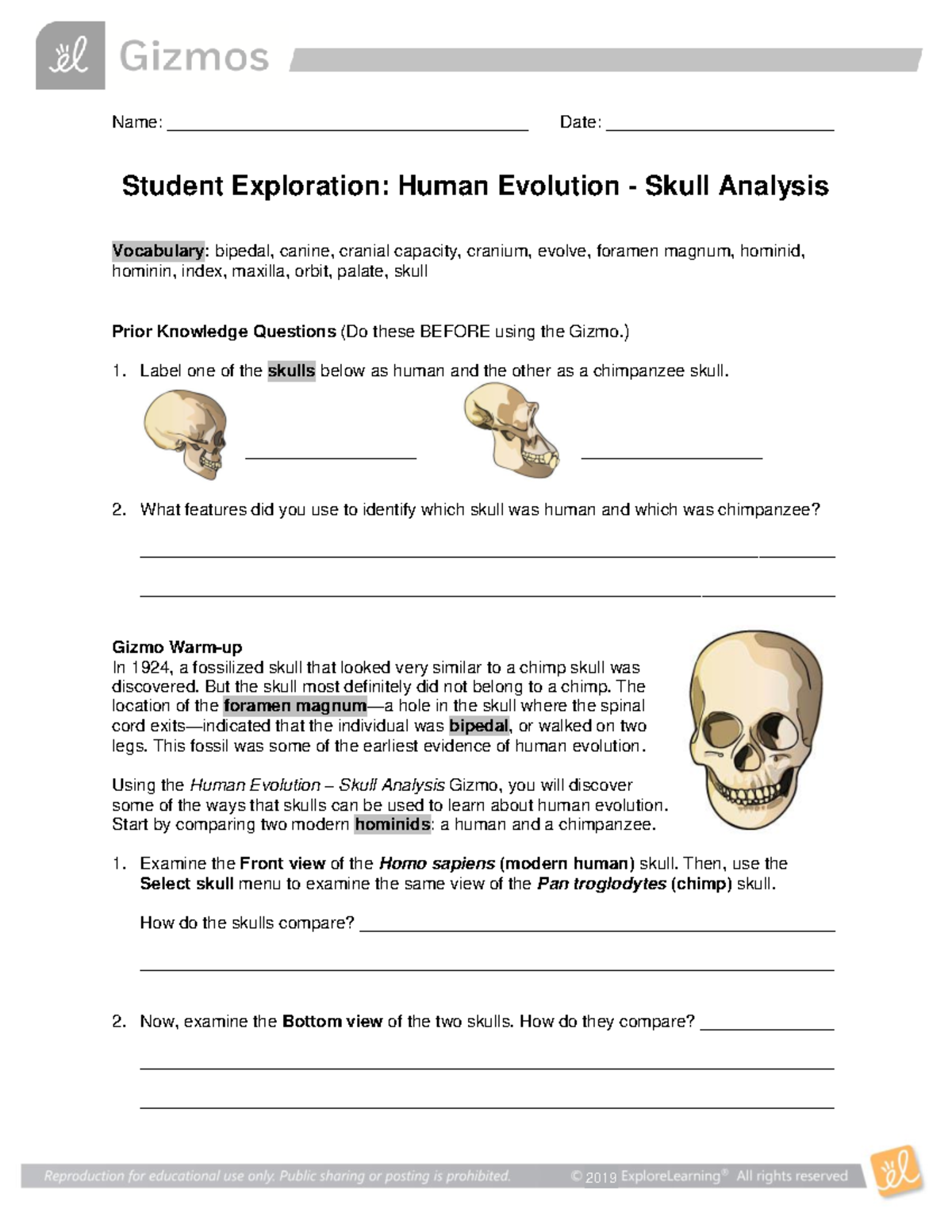 Human Evolution SE - ) Label one of the skulls below as human and the ...