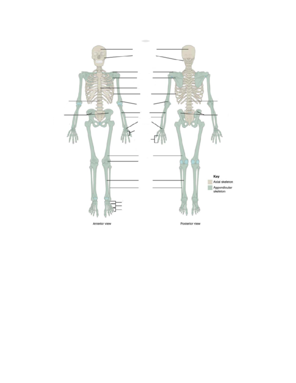 Integumentary & Skeletal System - Key Axial skeleton Appendicular ...