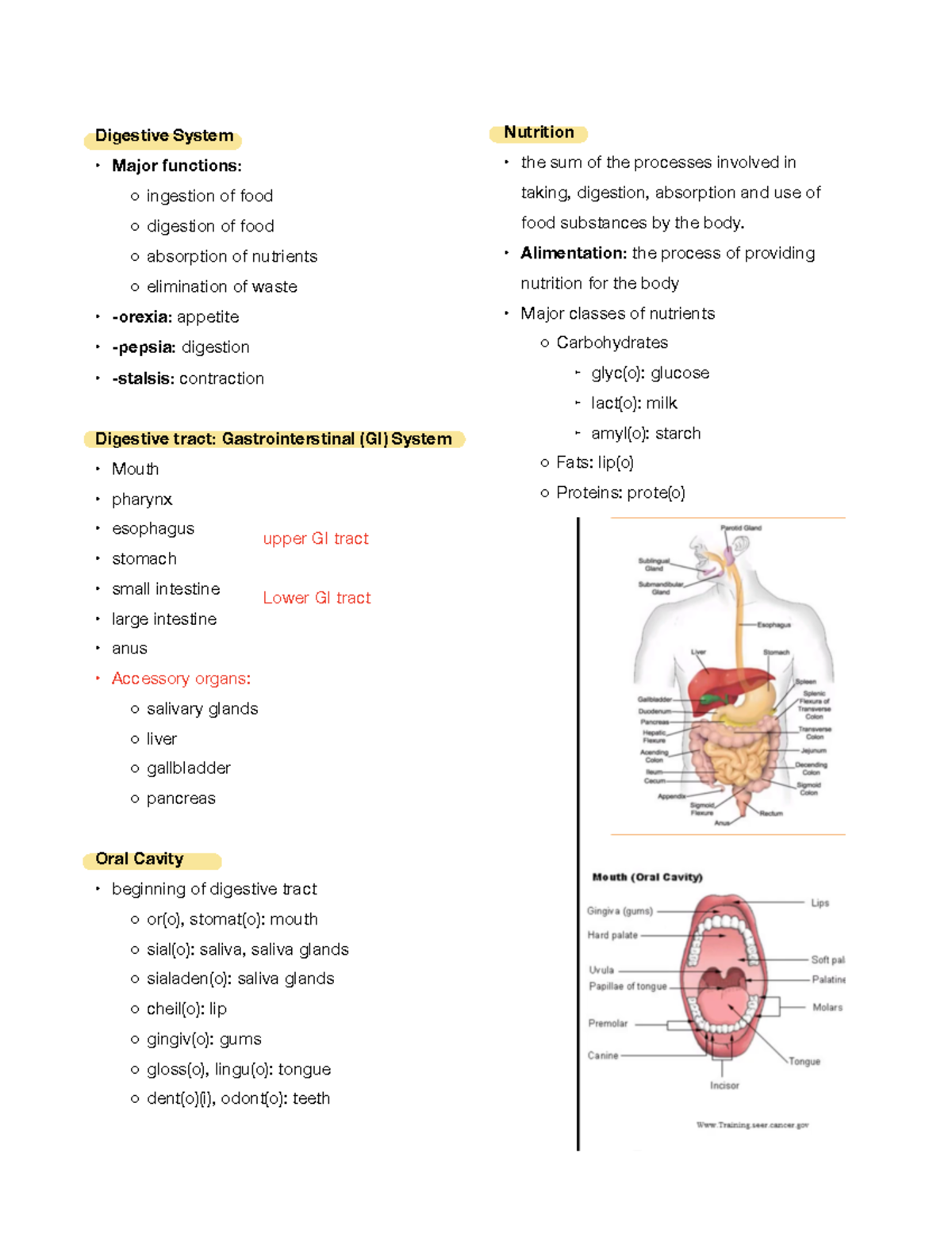 Chapter 6 Digestive System - Digestive System Major functions ...